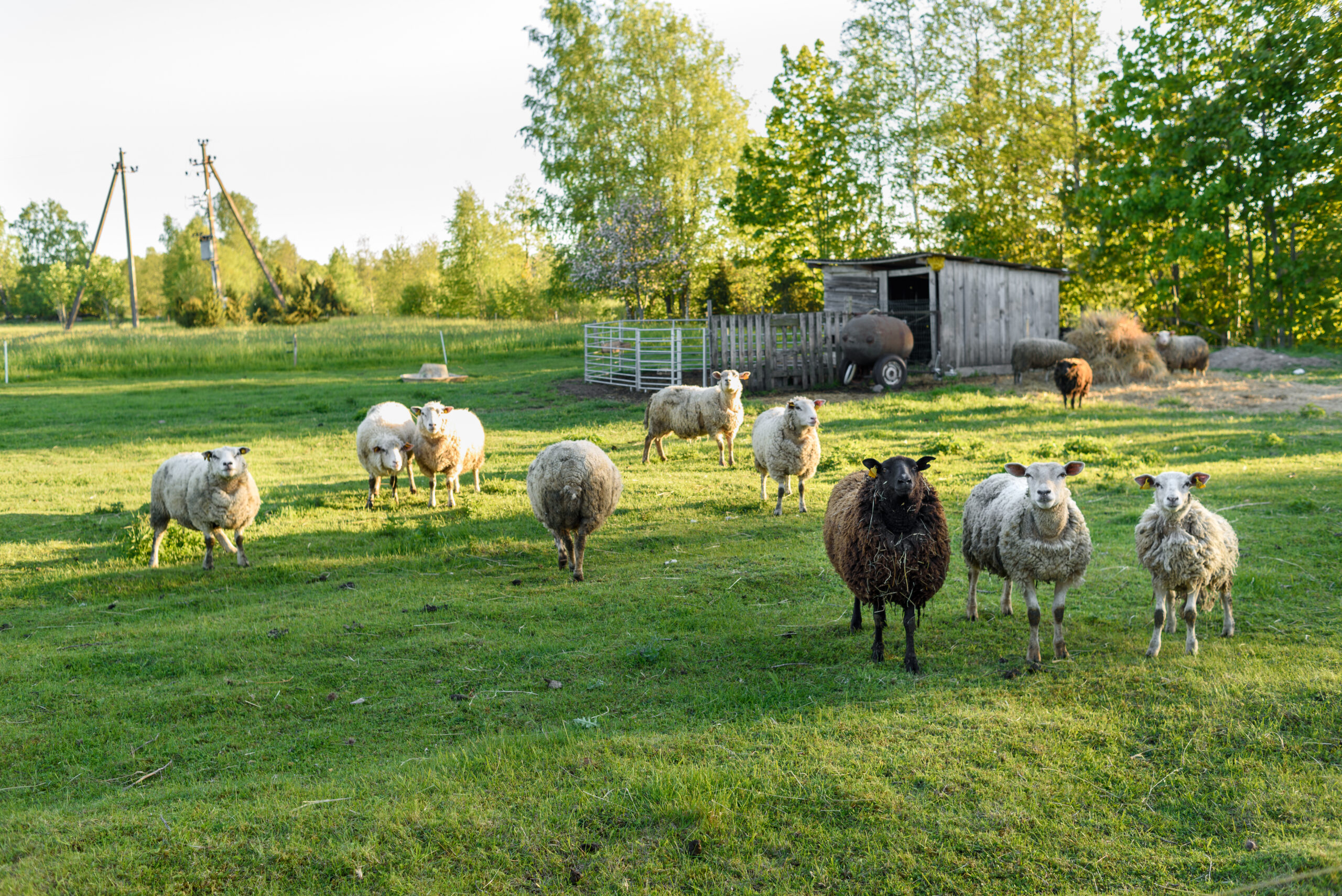 Five animal species that can be beneficial to have on a homestead - New ...