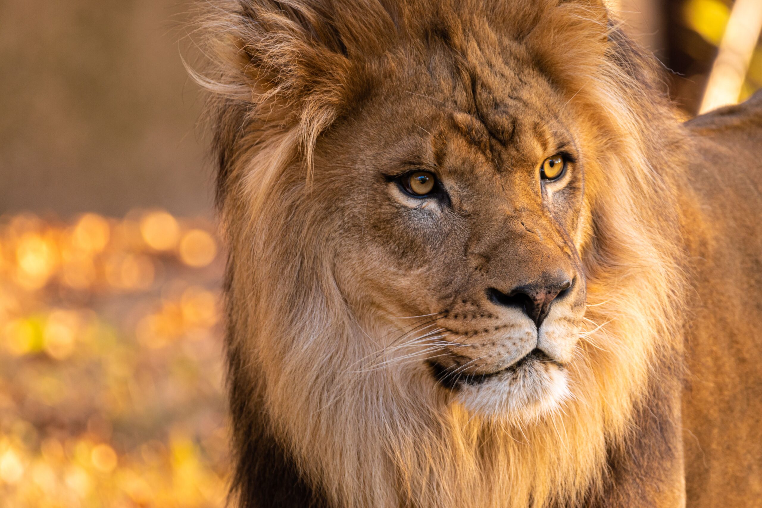 The Lion’s Gate Portal: A Gateway to Transformation - New Earth AVL Realty